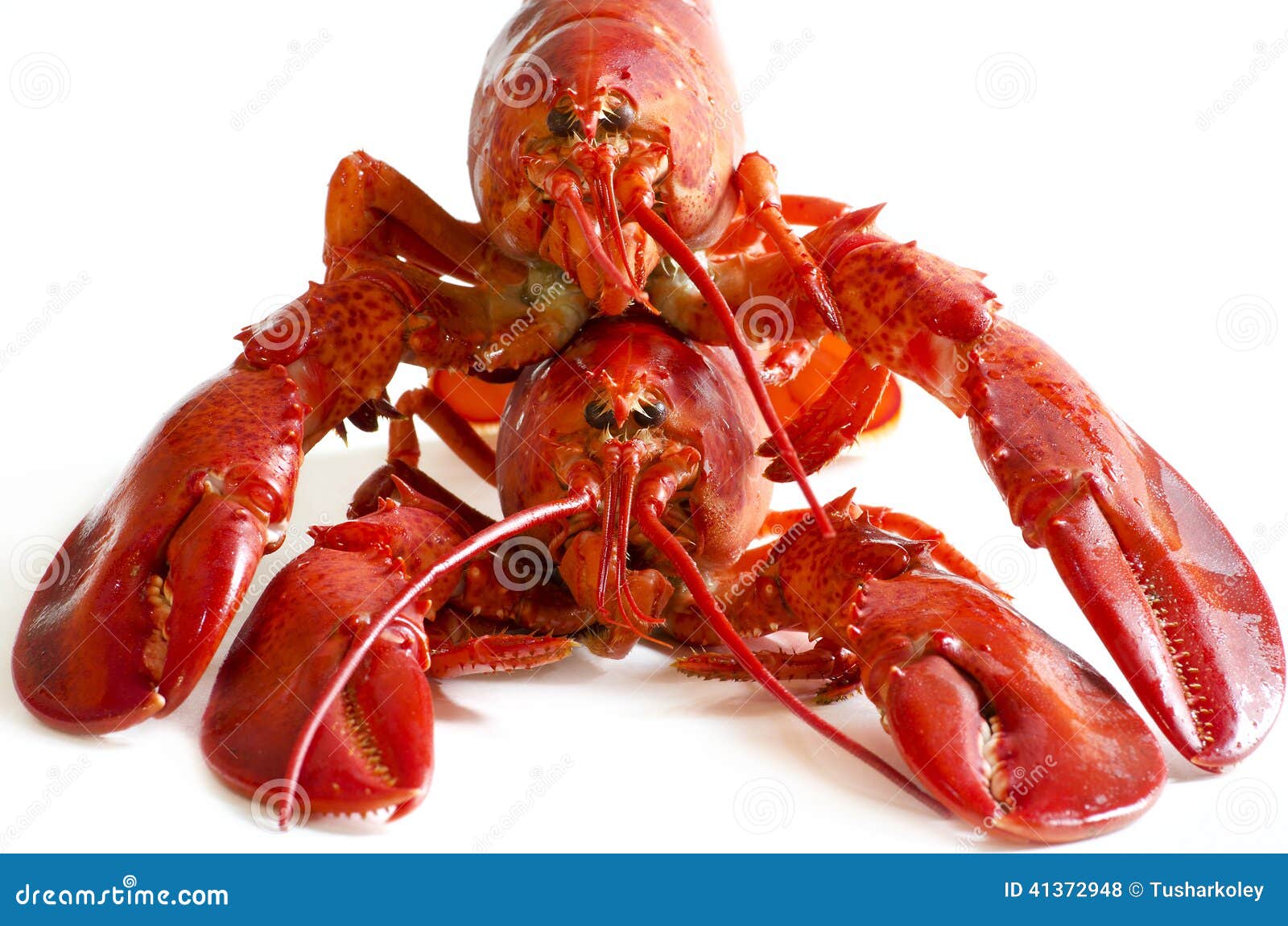 Red lobsters stock photo. Image of dinner, plate, studio - 41372948