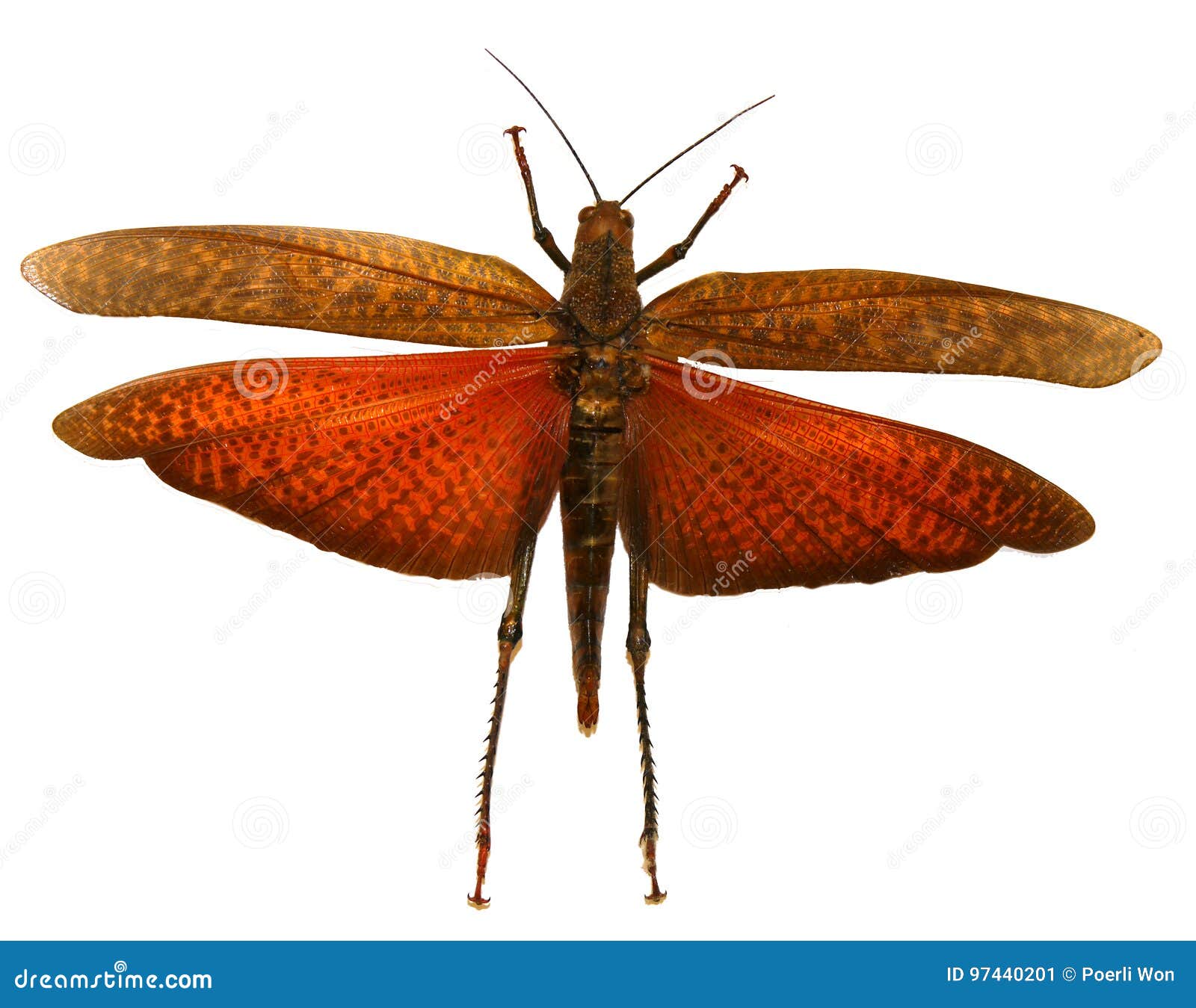 Red Locust stock image. Image of brown, extended, yellow - 97440201
