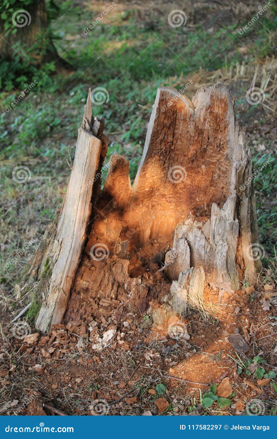 Fallen tree log stock image. Image of grass, park, woods - 117582297