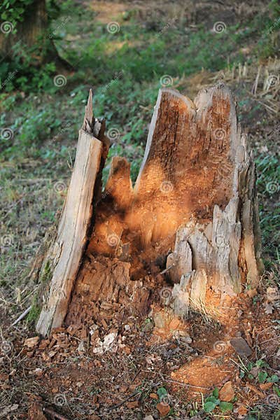 Fallen tree log stock image. Image of grass, park, woods - 117582297