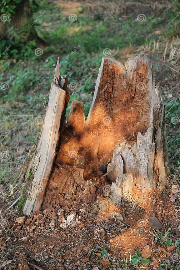 Fallen tree log stock image. Image of grass, park, woods - 117582297
