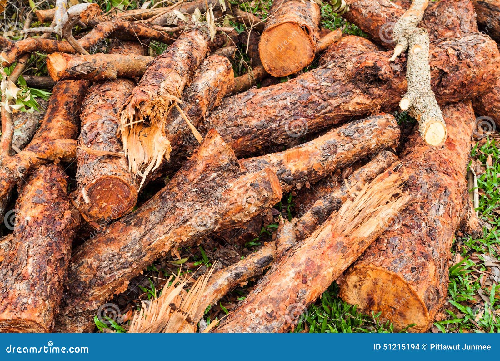 Red Logs of Wood Stacked and Ready for Selling or Other Usage Stock ...