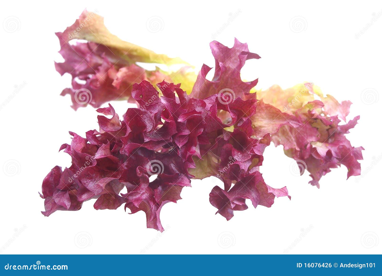 Red Lollo Rosso salad stock photo. Image of color, head - 16076426