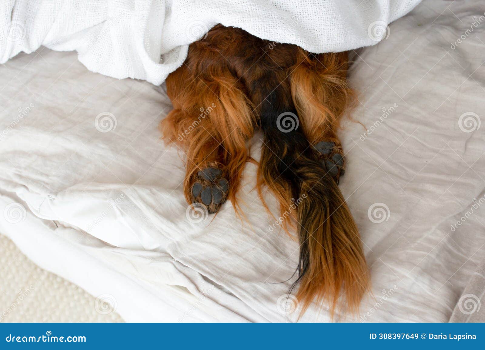 Red Long Haired Dachshund Back and Tail Under Blanket Close Up Stock ...