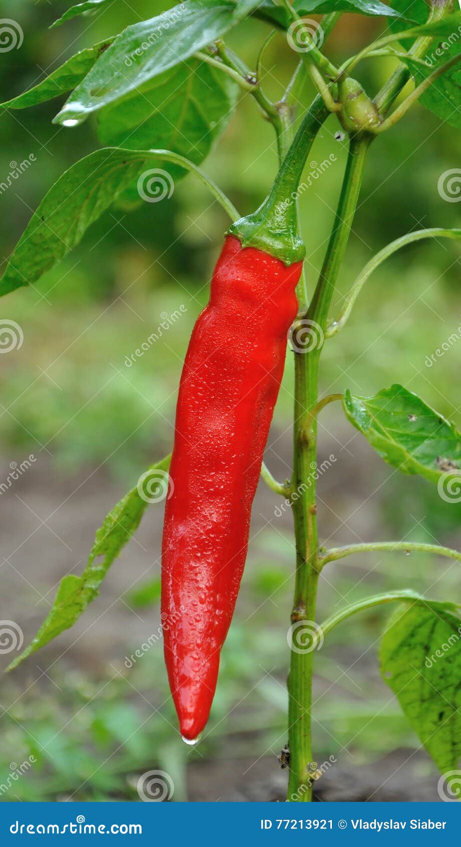 Red long hot pepper stock image. Image of long, agriculture - 77213921