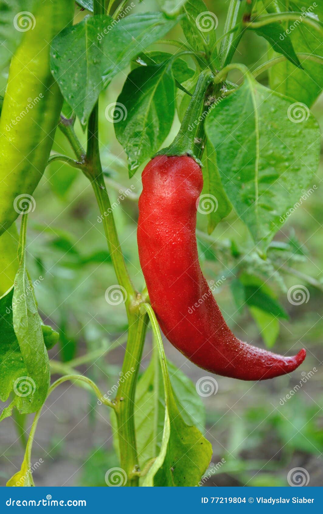 Red long hot pepper stock photo. Image of spicy, grow - 77219804