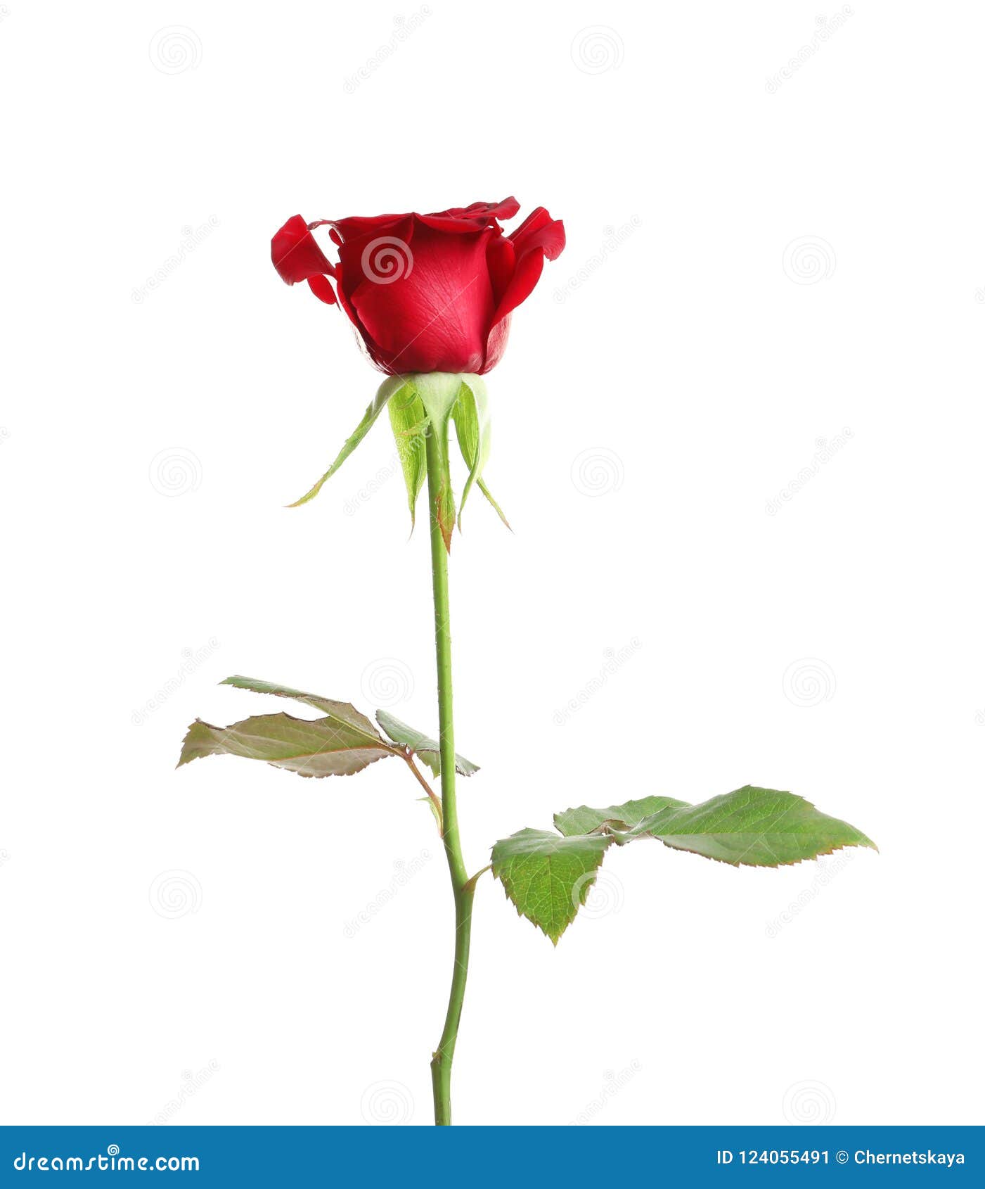 Red long stem rose stock image. Image of blossom, floral - 124055491