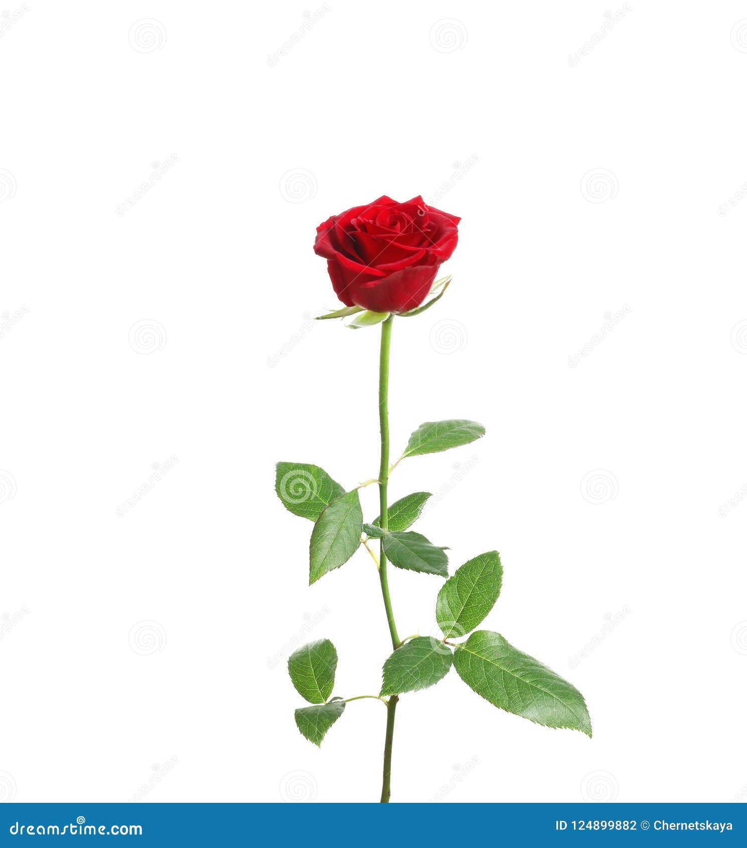 Red long stem rose stock photo. Image of floral, color - 124899882