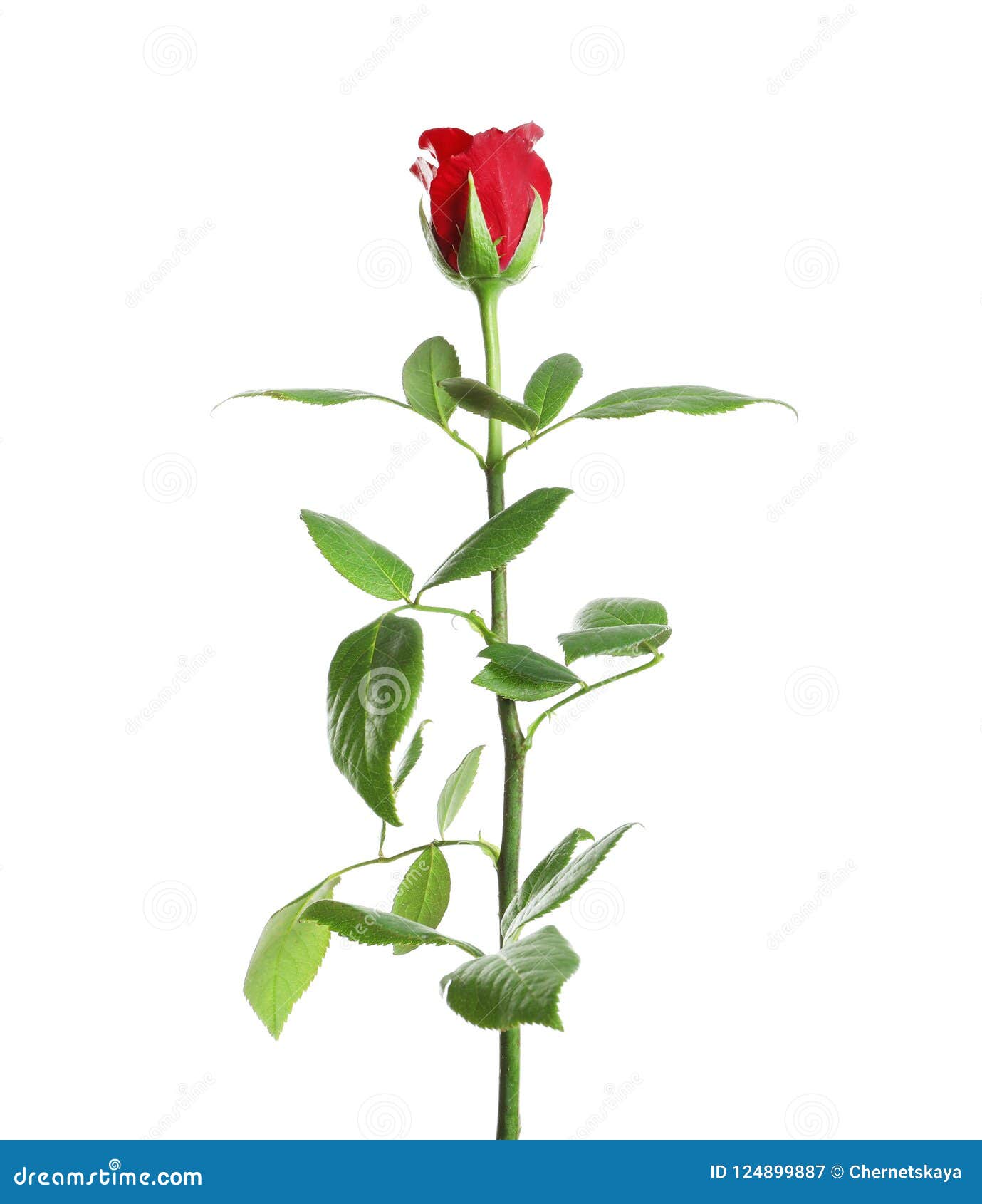 Red long stem rose stock image. Image of flower, elegance - 124899887