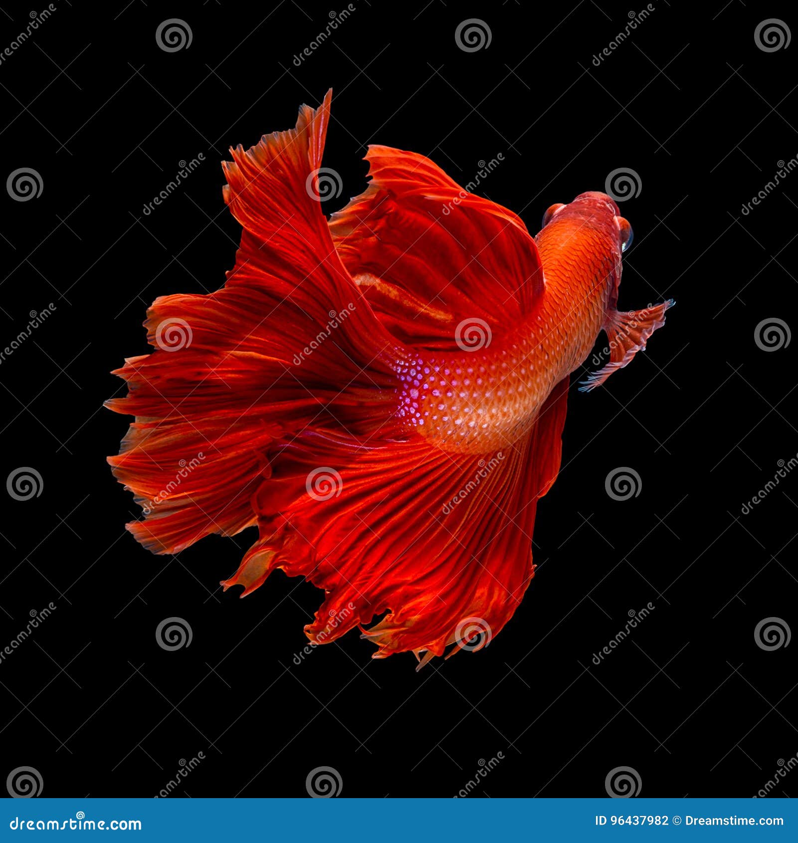 Red Long Tail Halfmoon Betta or Siamese Fighting Fish Swimming I Stock ...