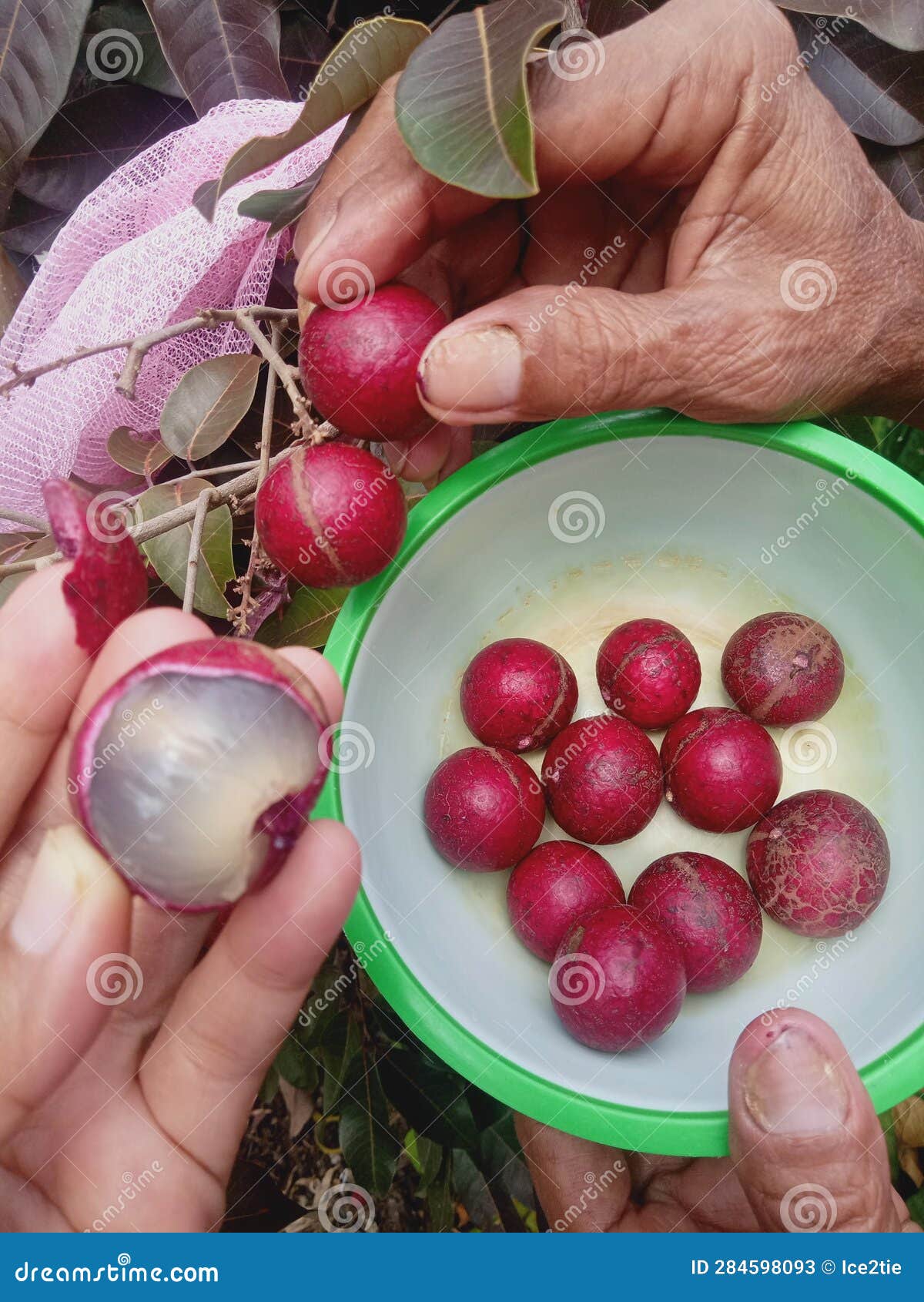 Red longan in a bowl stock image. Image of cuisine, sweetness - 284598093