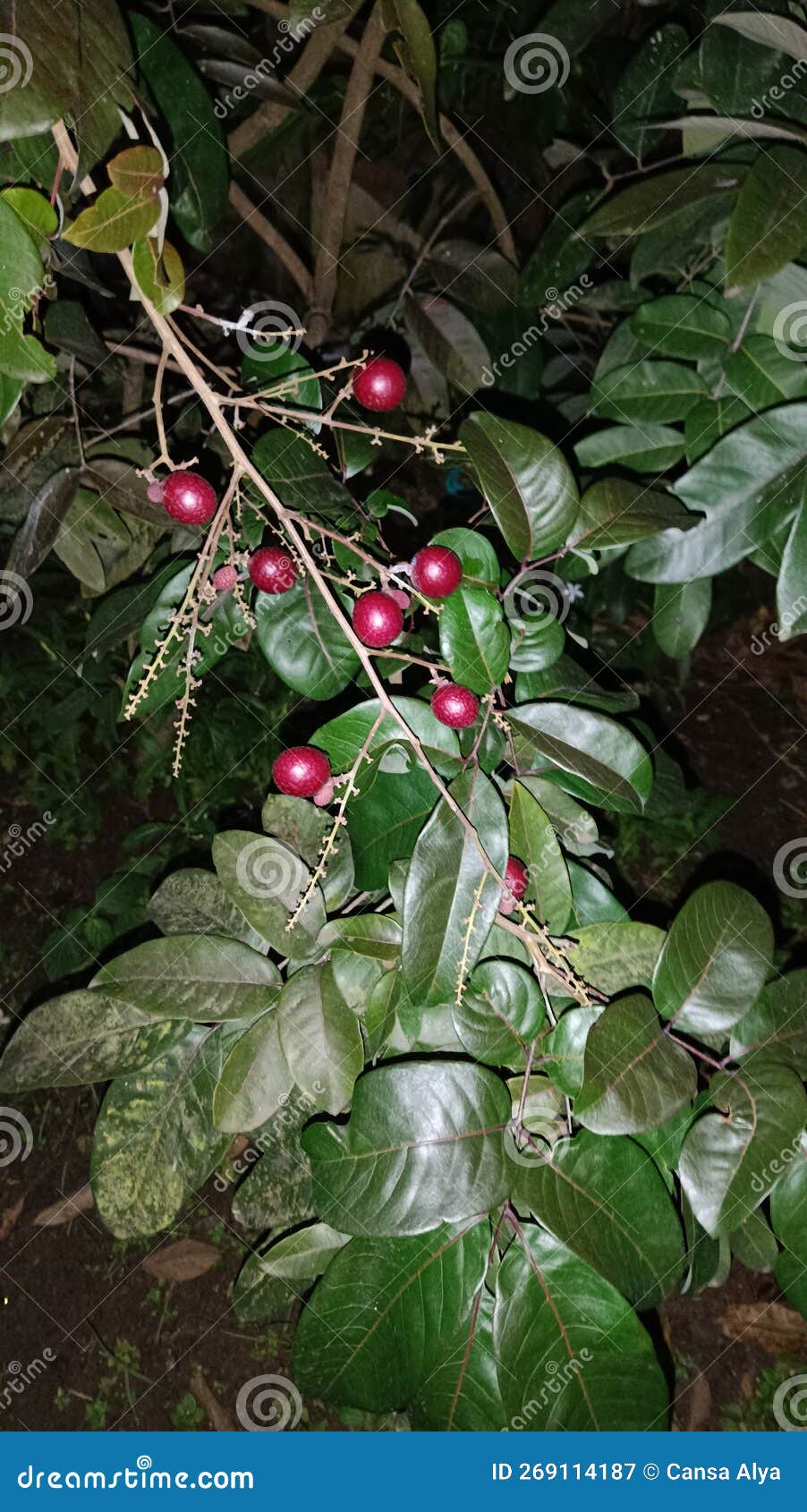 Red Longan Fruit in the Night View Stock Image - Image of view, longan ...
