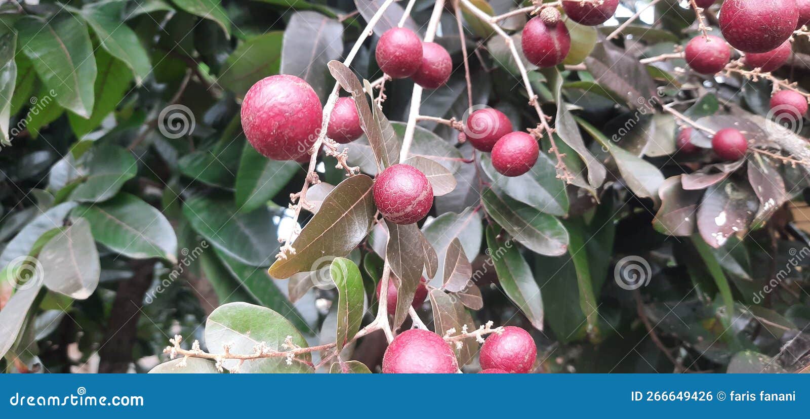 Red longan fruit on tree stock photo. Image of plant - 266649426