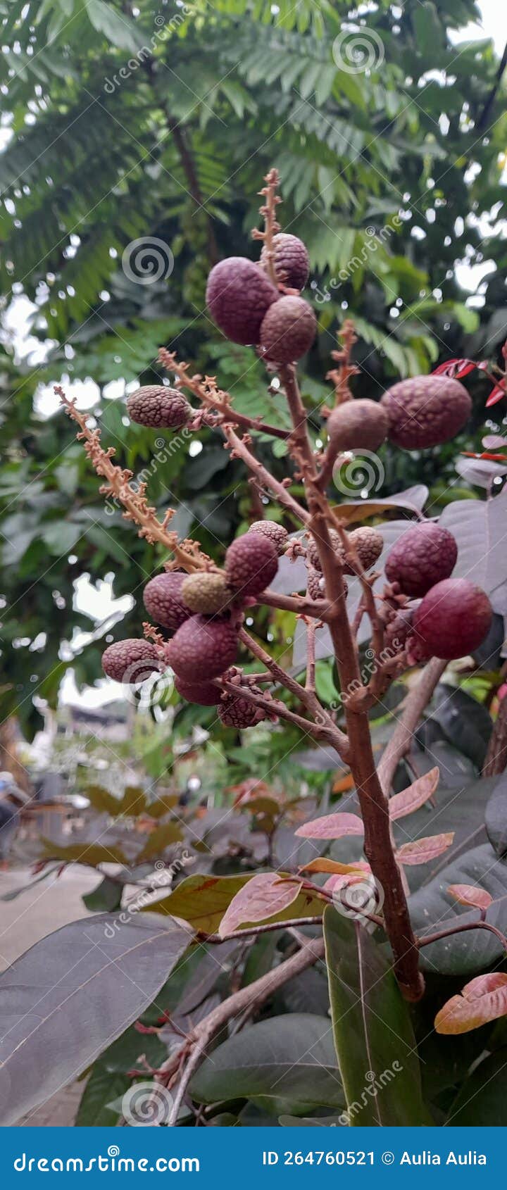 Red Longan New Blossom at Home Stock Image - Image of blossom, longan ...