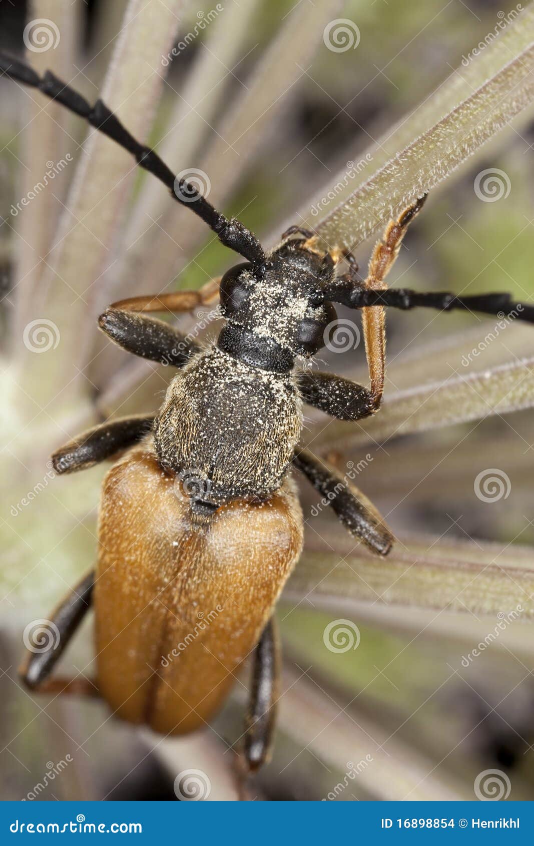 Red Longhorn Beetle (Stictoleptura Rubra) Stock Photo - Image of living ...