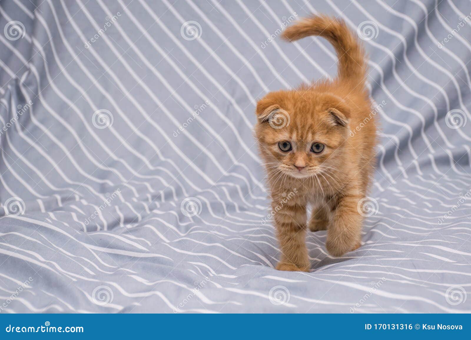 Red Lop-eared Cat Breed Scottish Fold Walks on a Striped Background ...