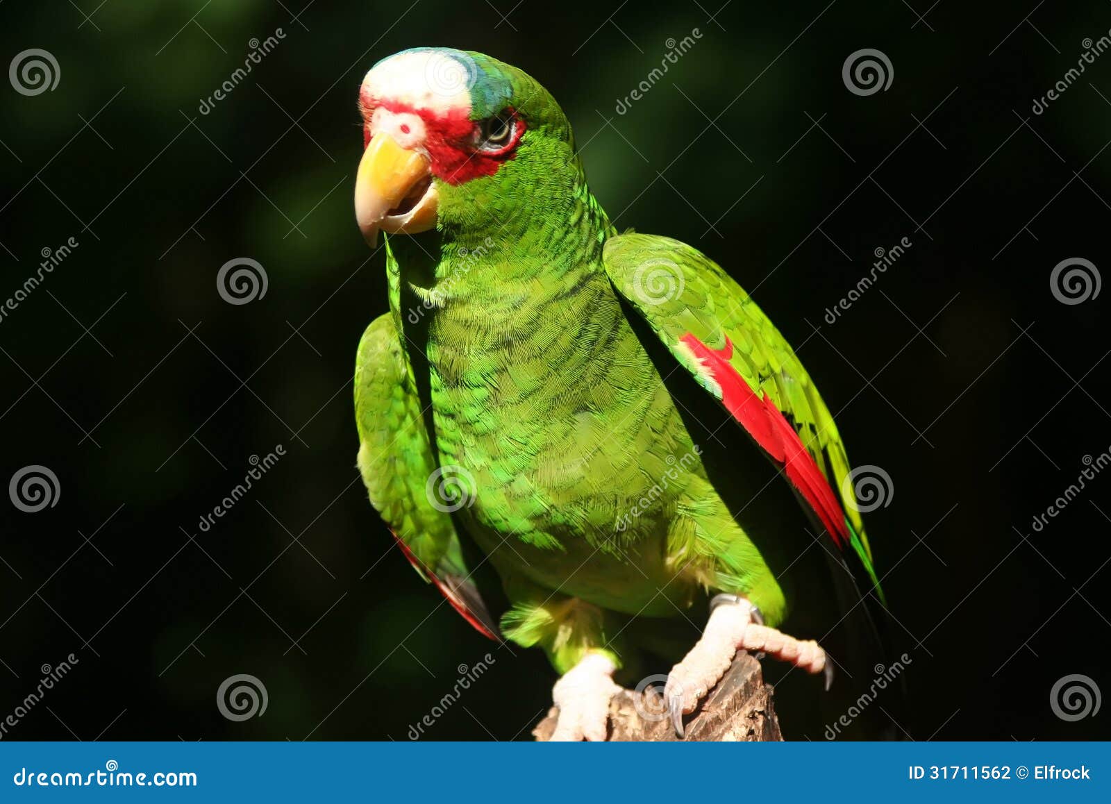 Red-lored Amazon parrot stock photo. Image of america - 31711562