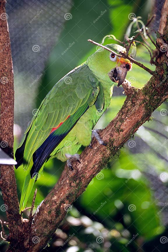 Red-lored Parrot stock photo. Image of lored, avian, bird - 4194472