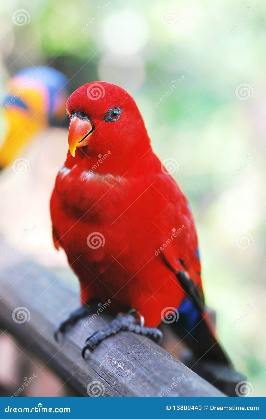 Red Lory stock photo. Image of fruits, plumage, color - 13809440