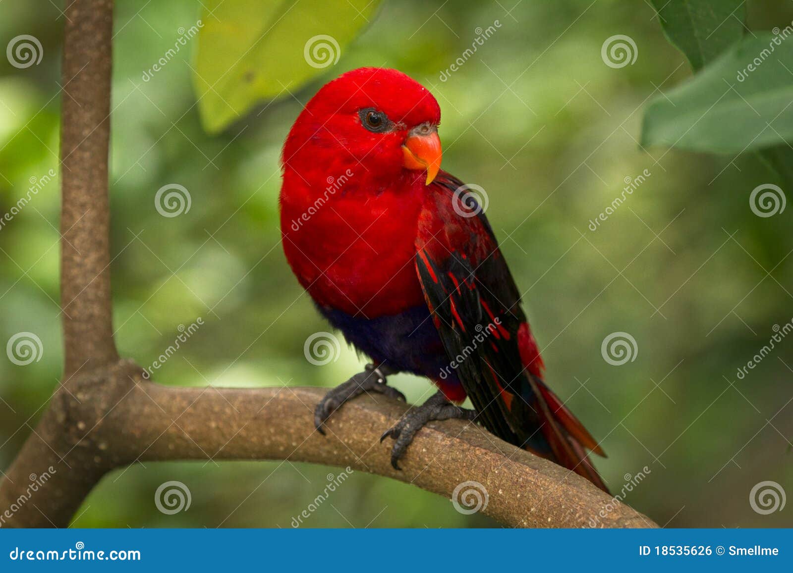 Red lory stock photo. Image of colored, bright, life - 18535626