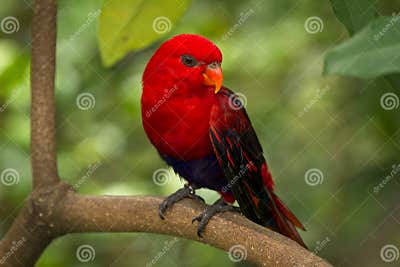 Red lory stock photo. Image of colored, bright, life - 18535626