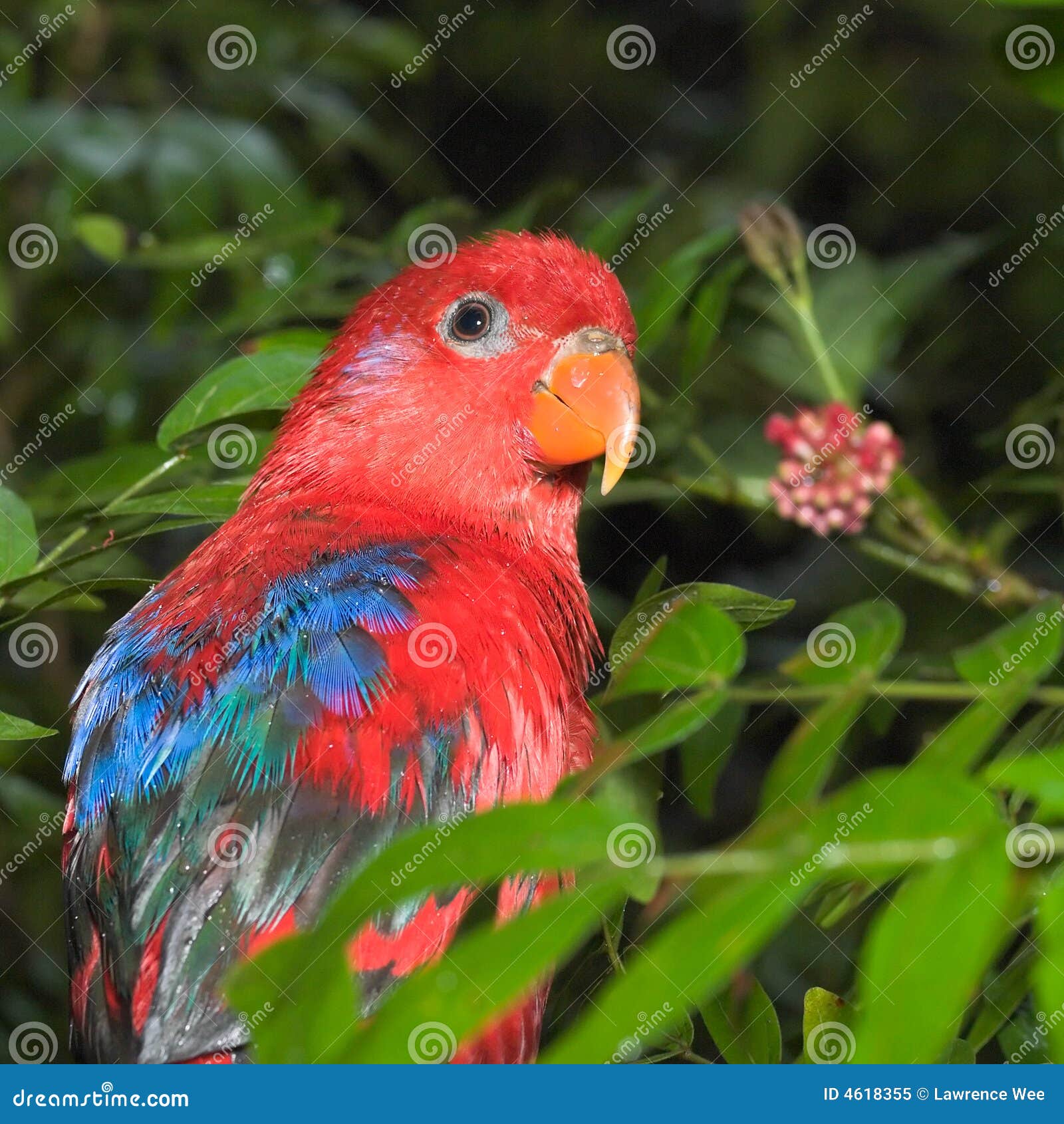 Red Lory Picture. Image: 4618355
