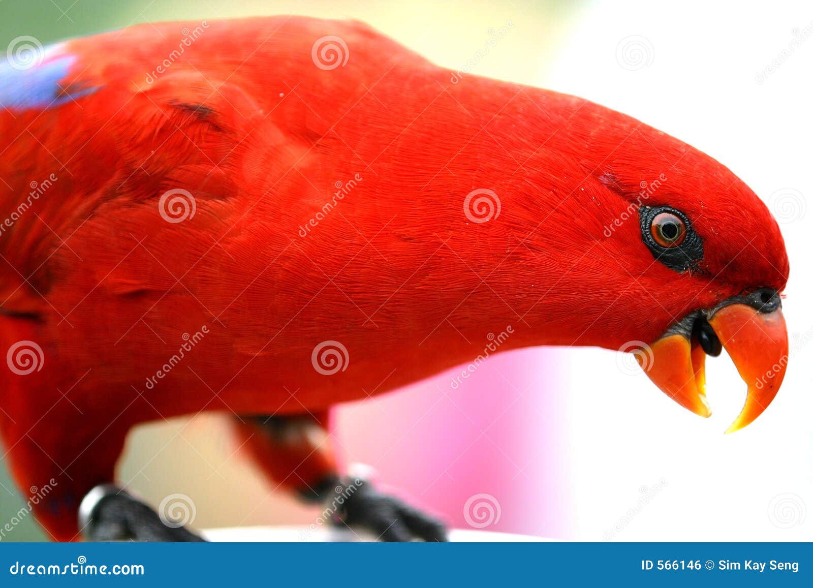Red Lory stock photo. Image of colourful, feather, bird - 566146