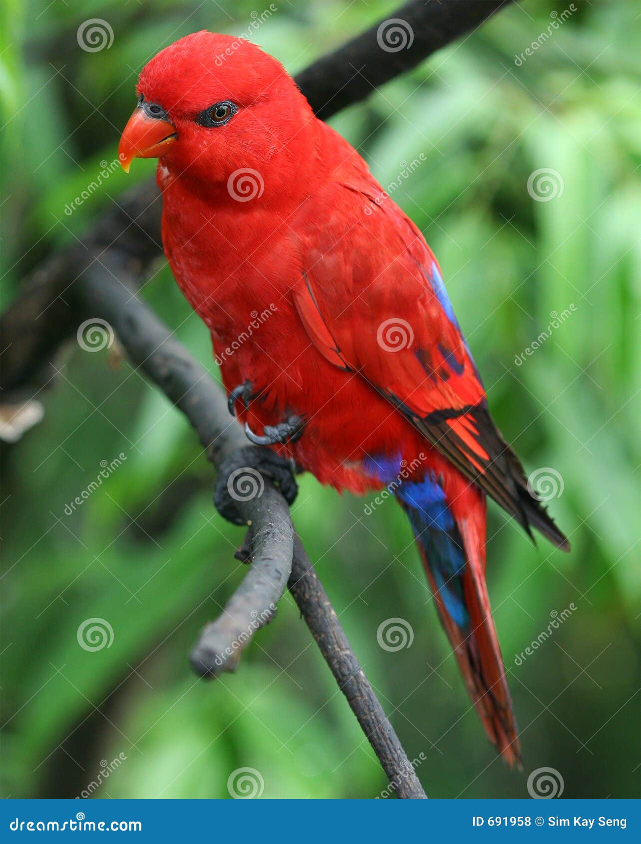 Red Lory stock photo. Image of colourful, outdoor, lory - 691958