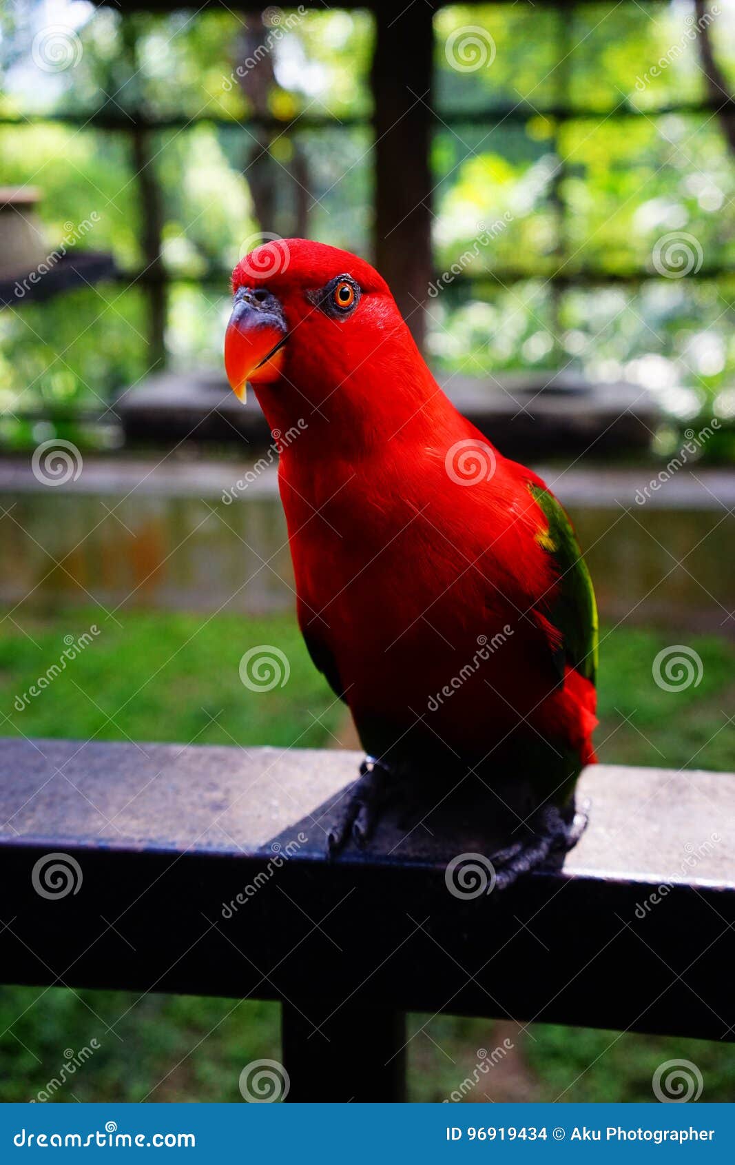 Red lory bird stock photo. Image of color, close, green - 96919434