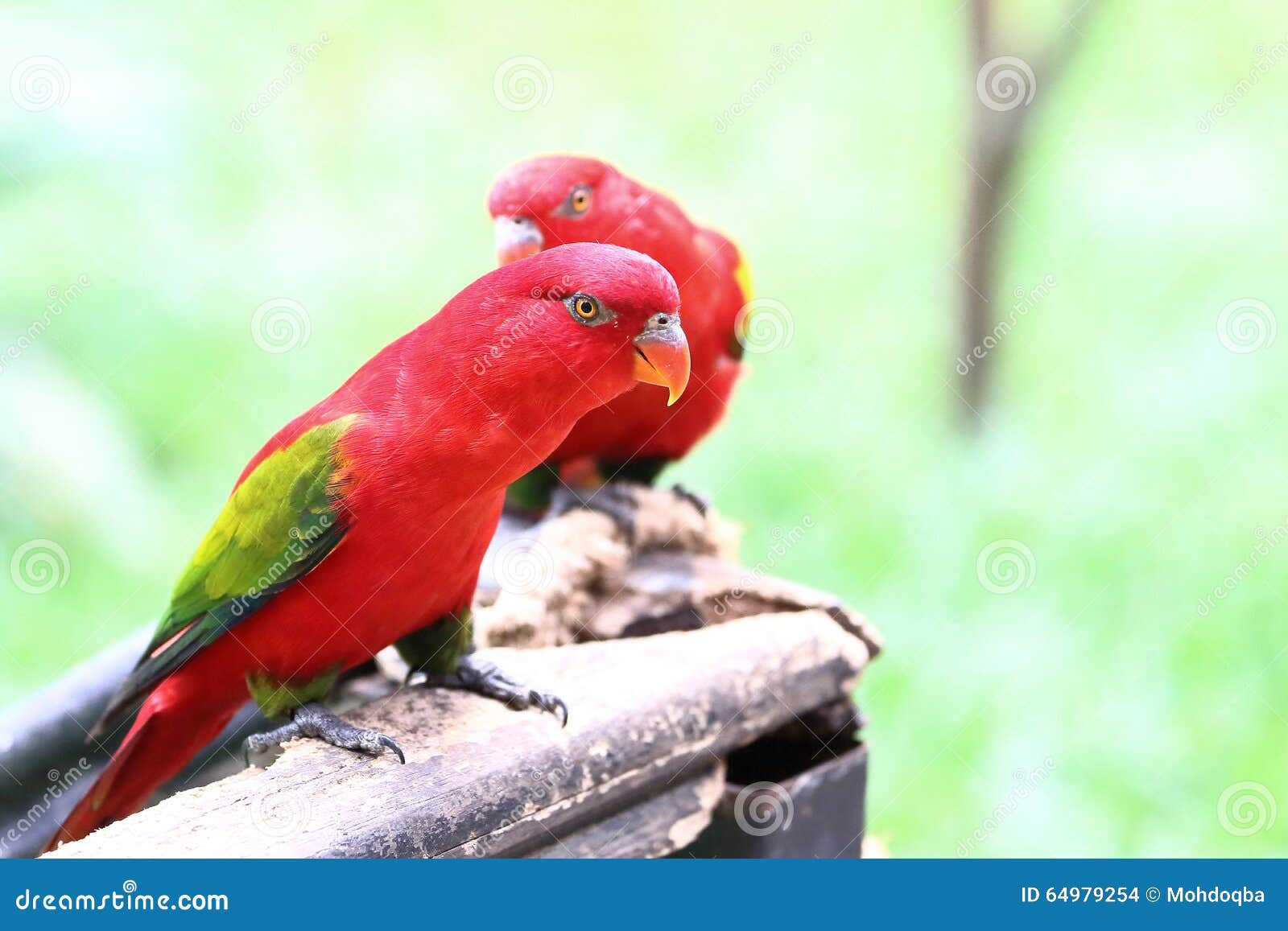 Red Lory Bird Stock Photos - Download 989 Royalty Free Photos