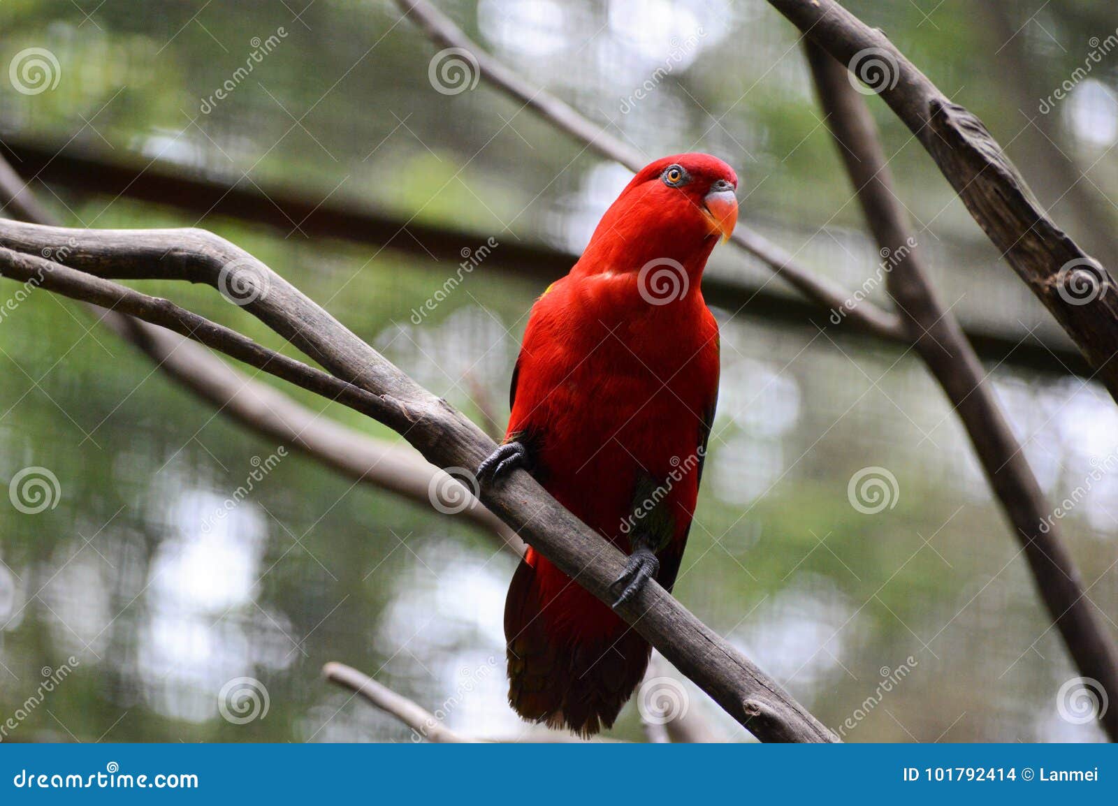 Red lory stock photo. Image of intent, allred, birdpark - 101792414