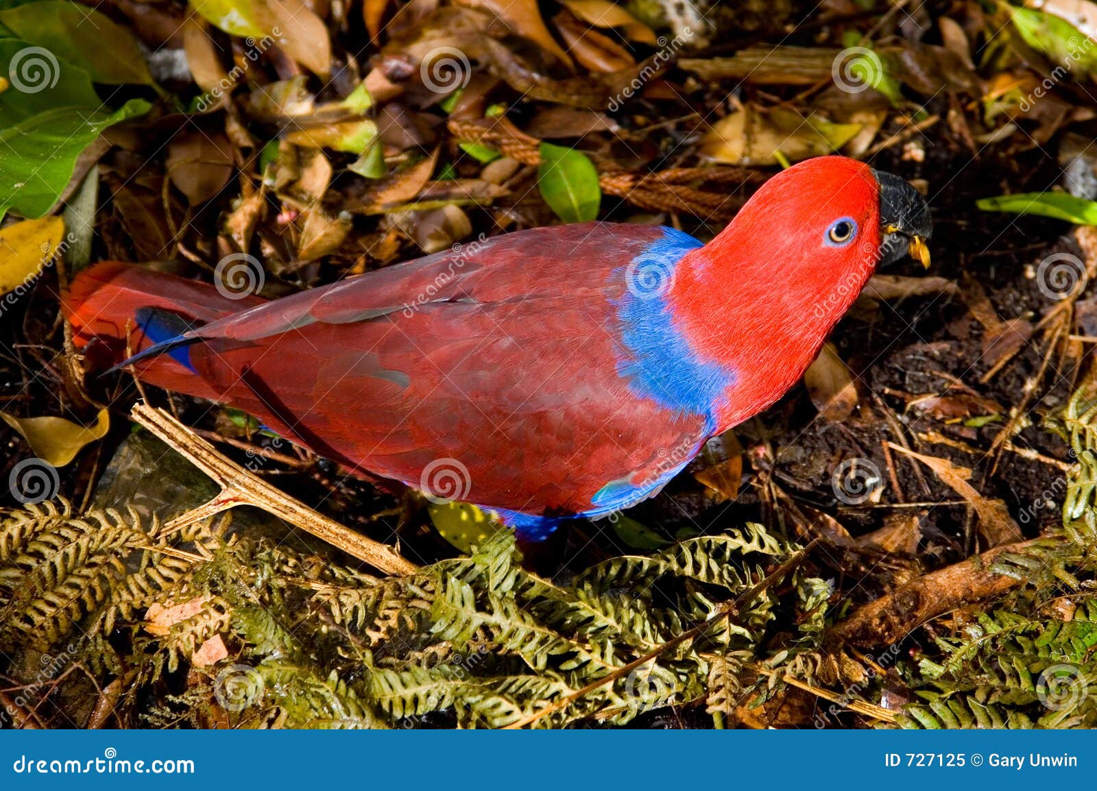Red Lory Parrot stock image. Image of parrots, wings, wildlife - 727125