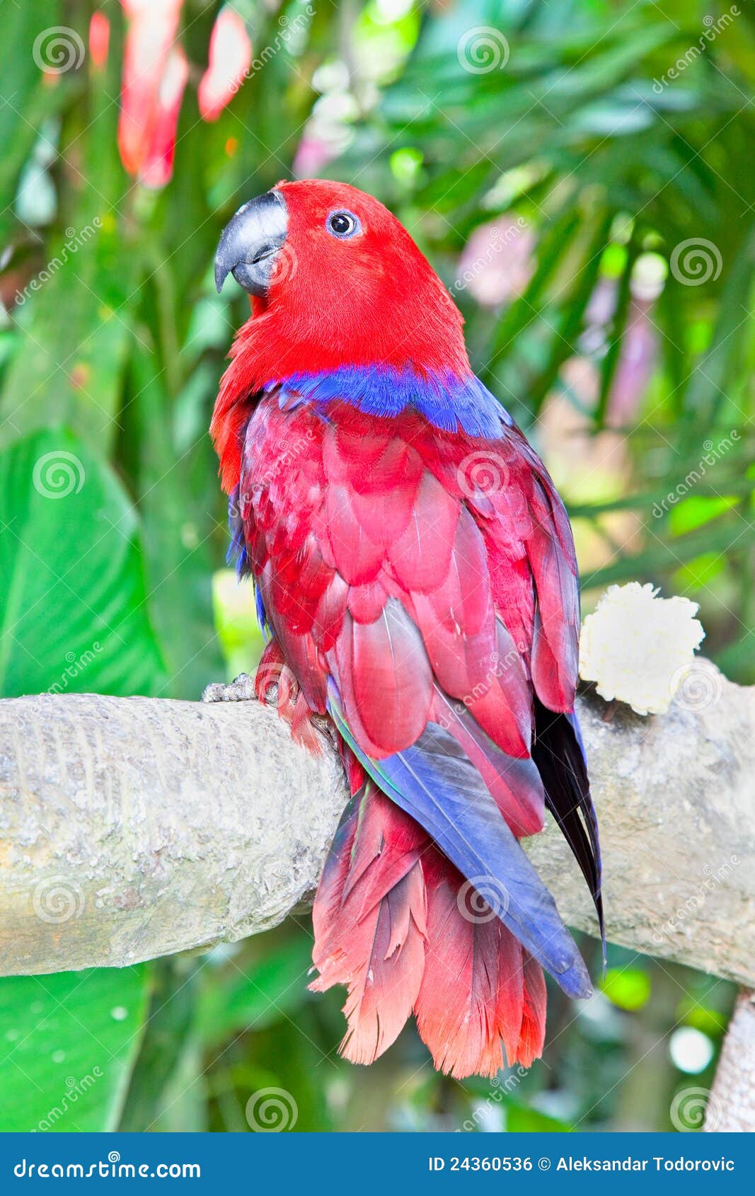 Red Lory Parrot in Nature Surrounding Stock Photo - Image of lory, love ...