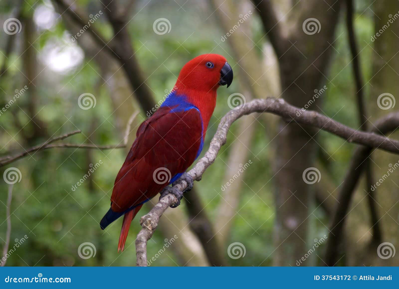 Red lory, Singapore stock photo. Image of asia, behavior - 37543172