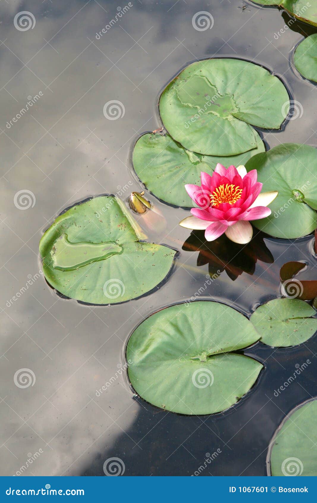 Red Lotus stock image. Image of ancient, lotus, leaves - 1067601