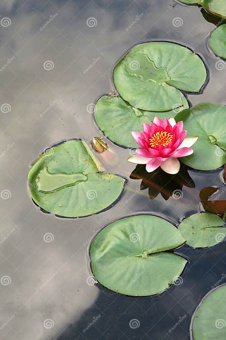 Red Lotus stock image. Image of ancient, lotus, leaves - 1067601
