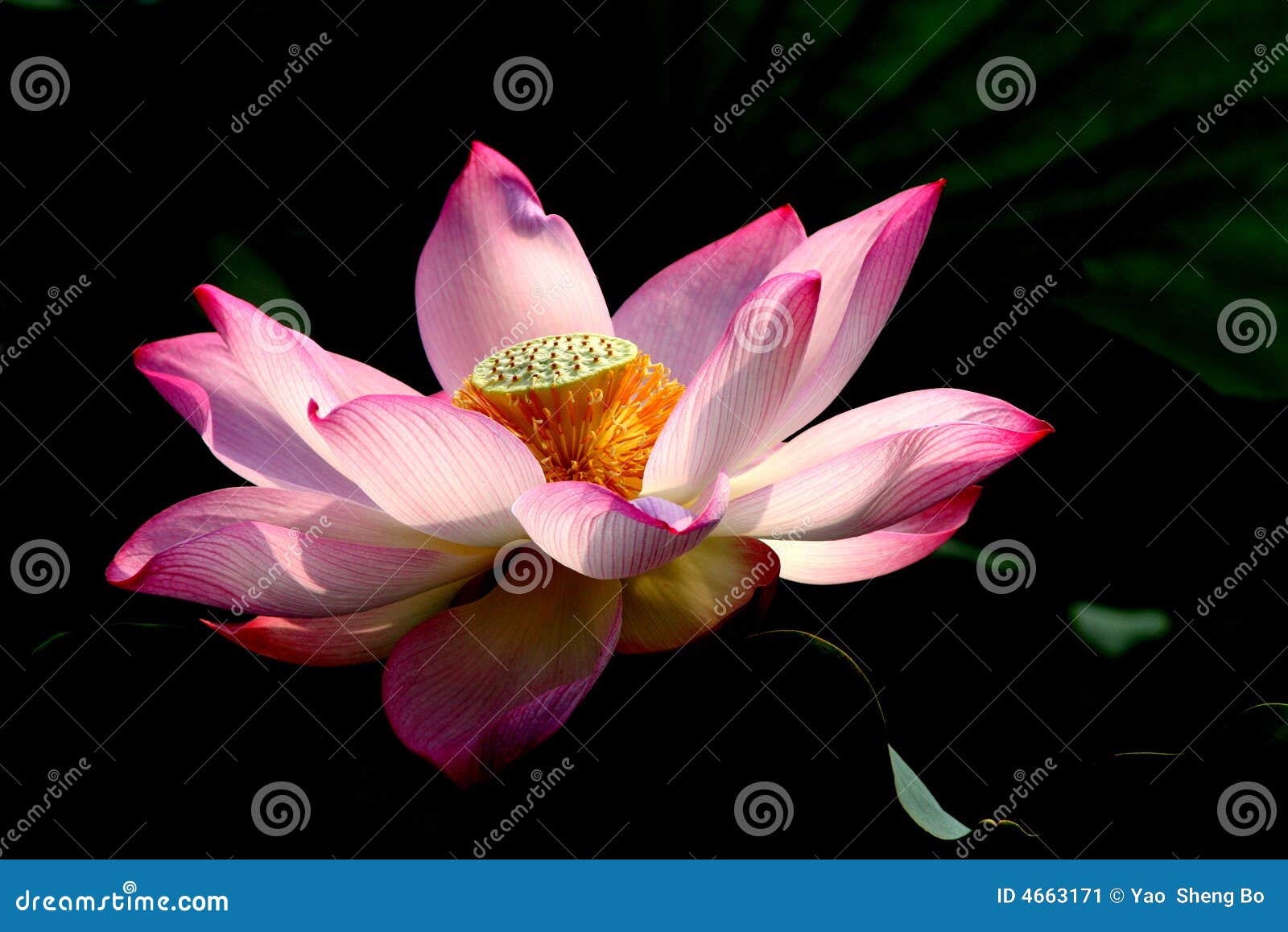 The red Lotus stock image. Image of hearted, beautiful - 4663171