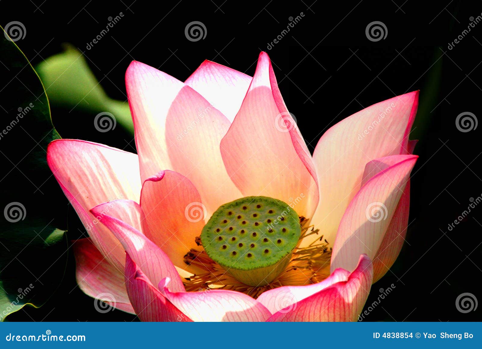 The red Lotus stock photo. Image of beautiful, immaculate - 4838854