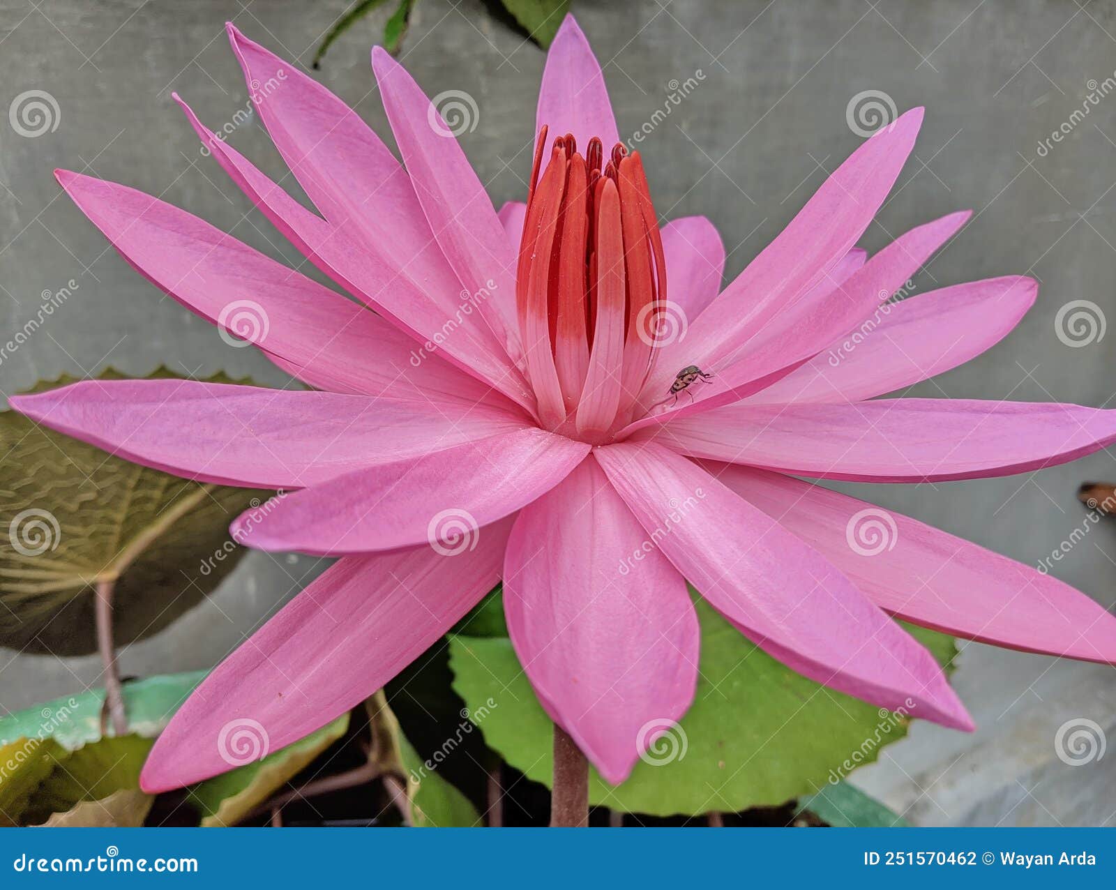 Red lotus blue pistil stock photo. Image of flower, leaf - 251570462