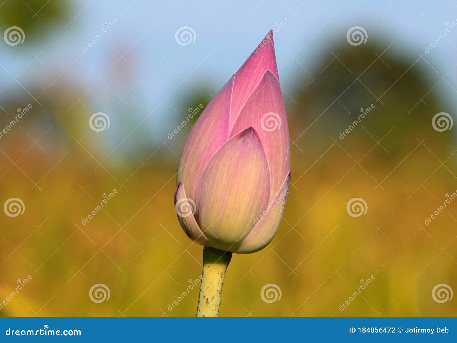 Red lotus bud in the pond stock photo. Image of pond - 184056472