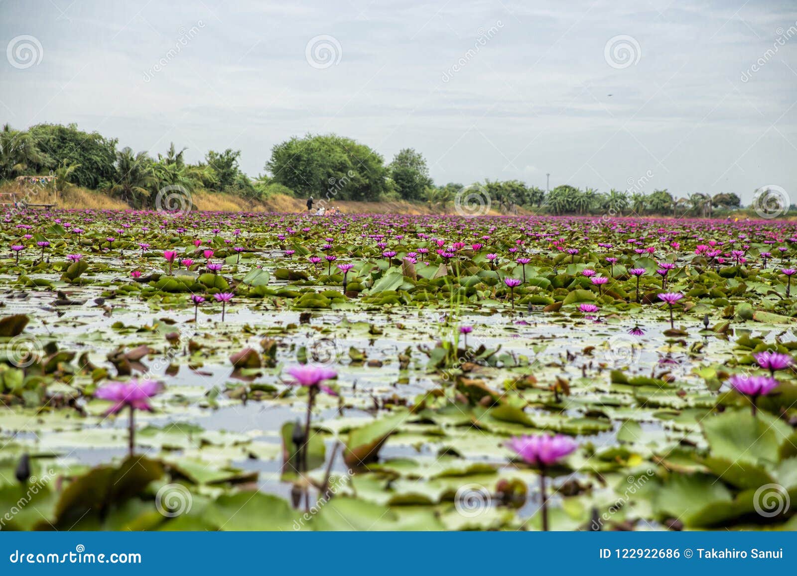 Red Lotus Floating Market in Thailand Stock Photo - Image of bangkok ...