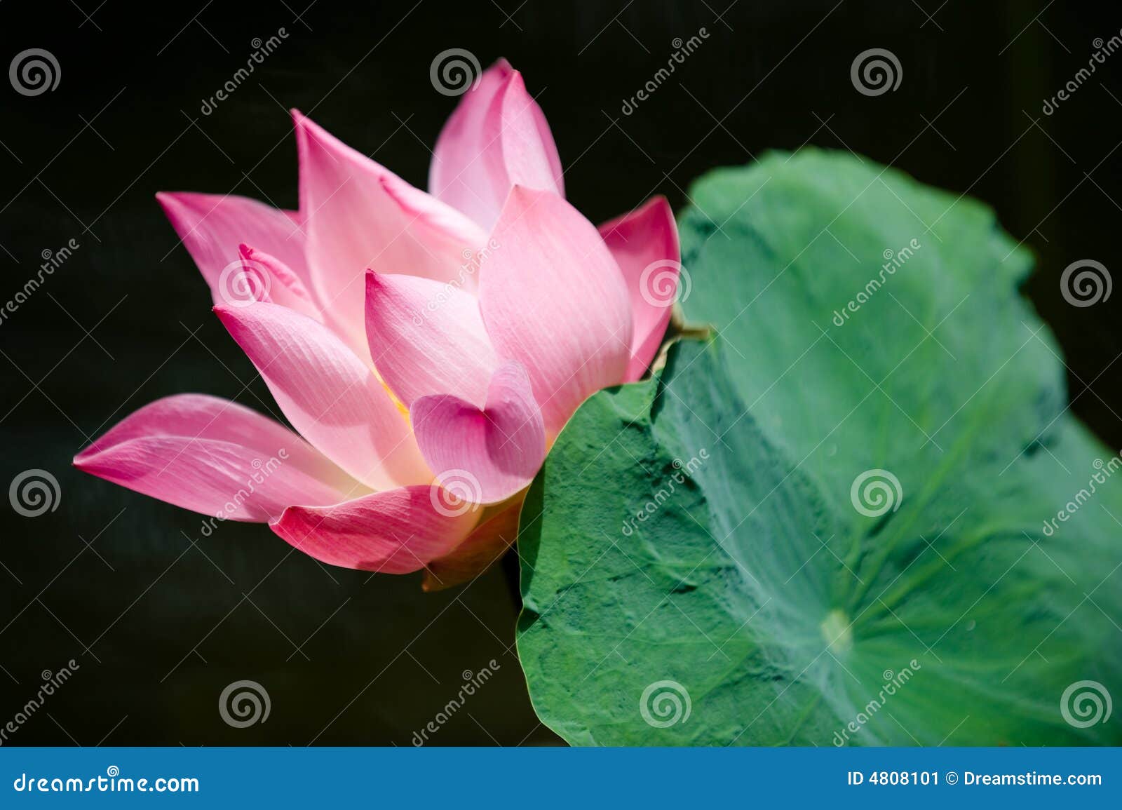 Red lotus flower stock image. Image of lake, surface, beautiful - 4808101