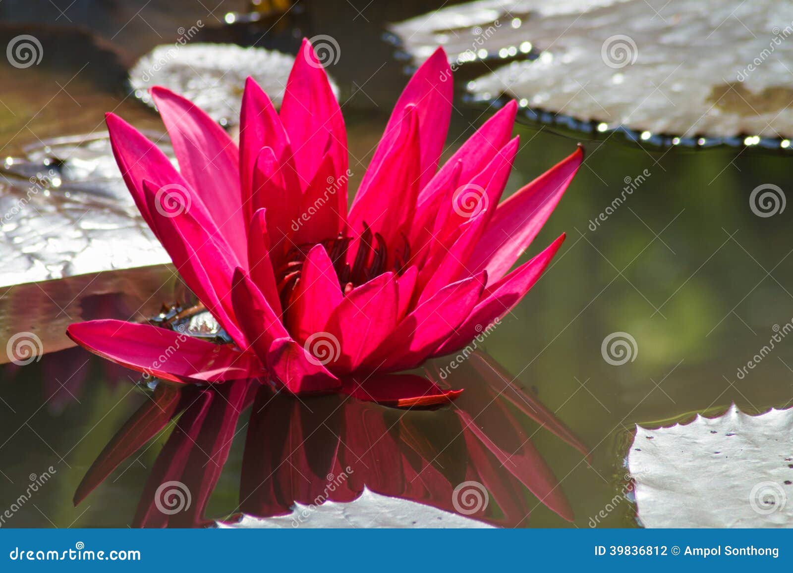 Red lotus flower stock photo. Image of asia, blooming - 39836812