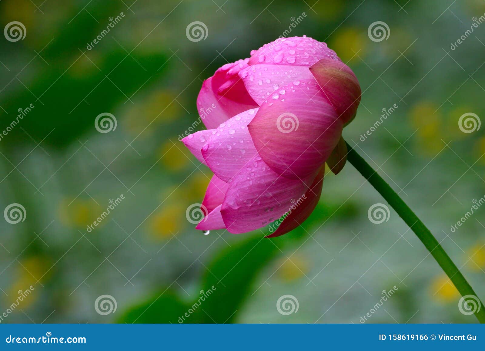 The Red Lotus Flower after Rain Stock Photo - Image of beautiful ...