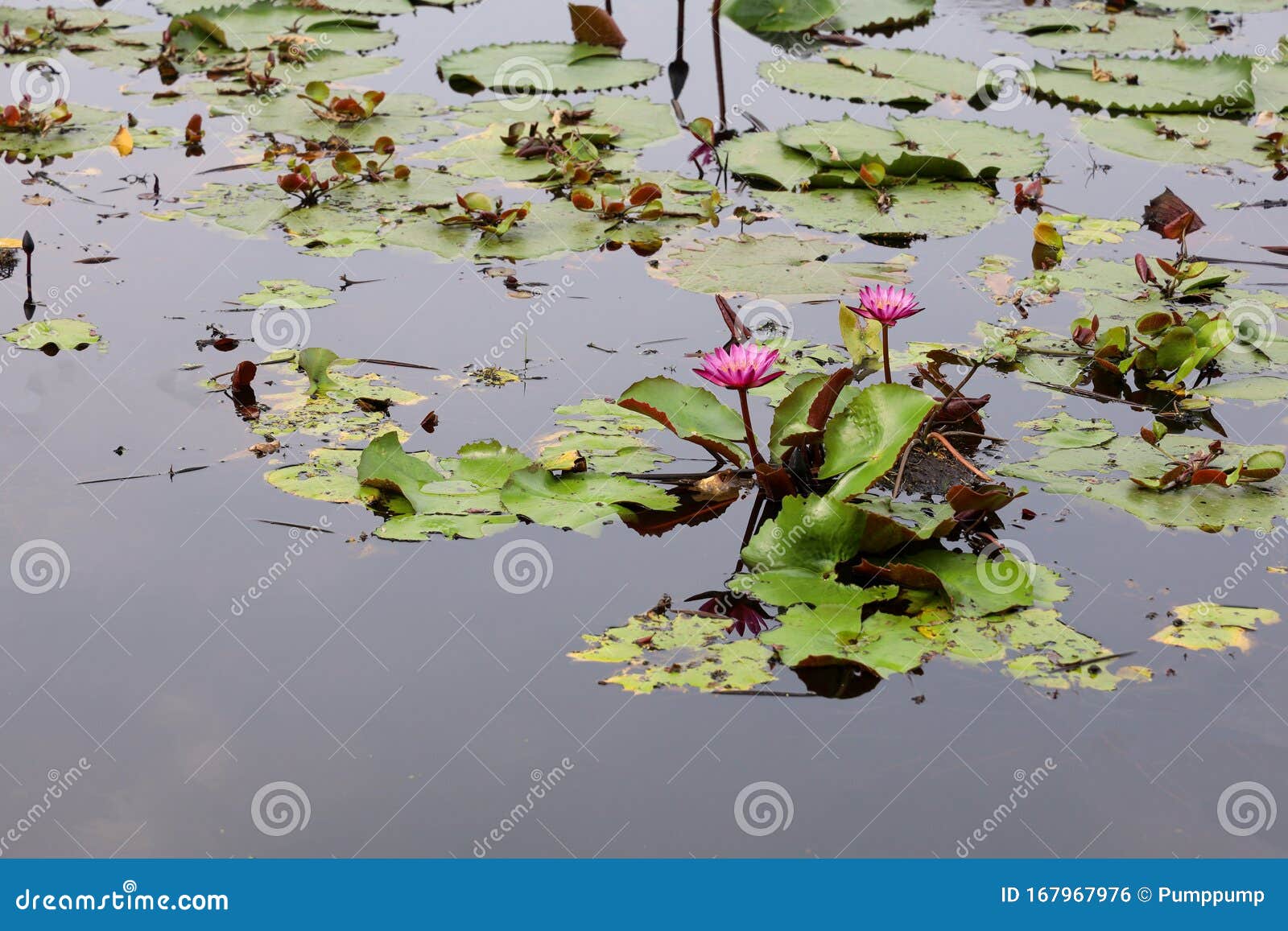 The Red Lotus Flower in the River at Thailand Stock Photo - Image of ...