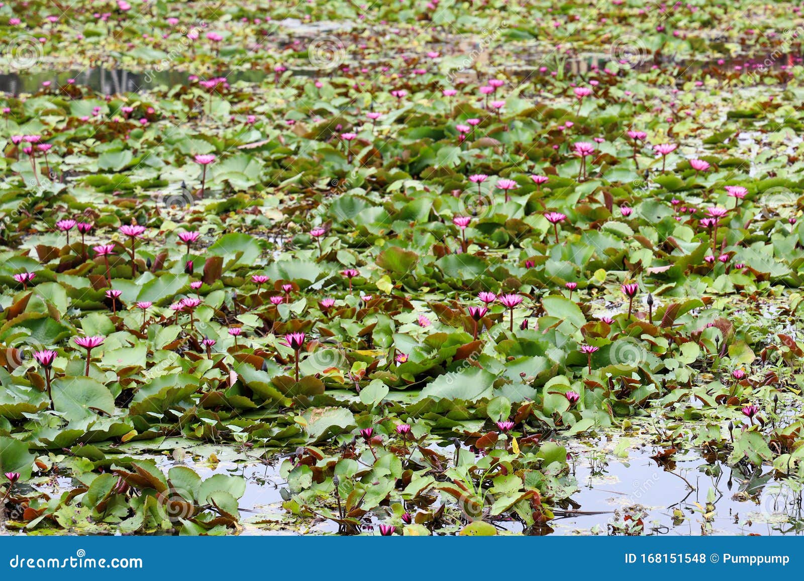 The Red Lotus Flower in the River at Thailand Stock Photo - Image of ...