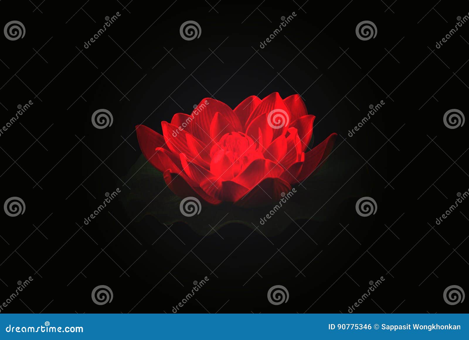 Red lotus isolated black stock photo. Image of beautiful - 90775346