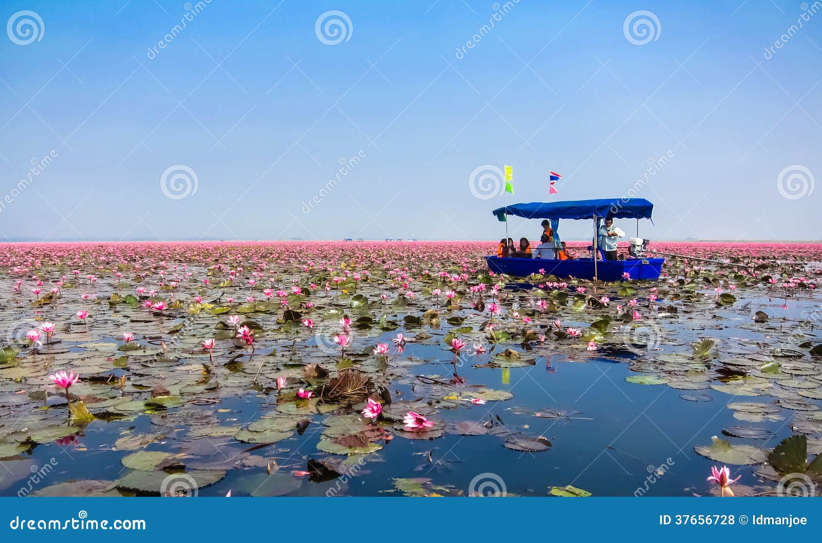 Red lotus pond editorial stock photo. Image of head, lagoon - 37656728