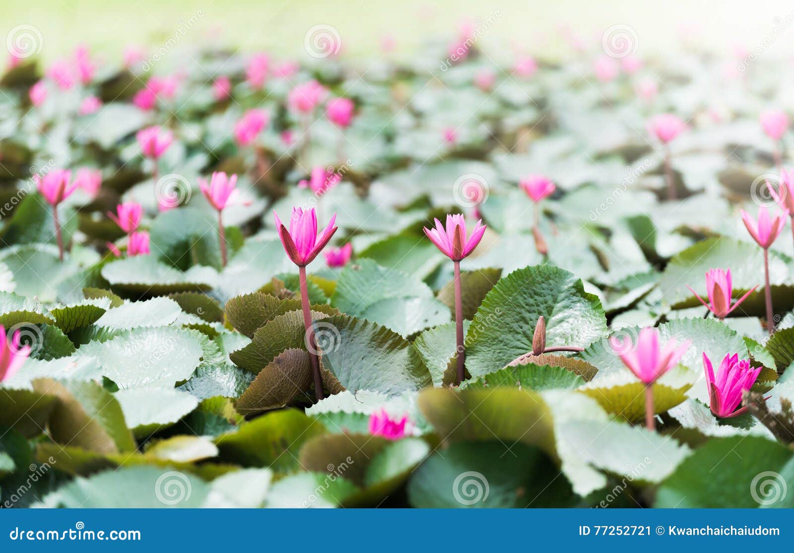Red lotus in pond stock image. Image of garden, flora - 77252721