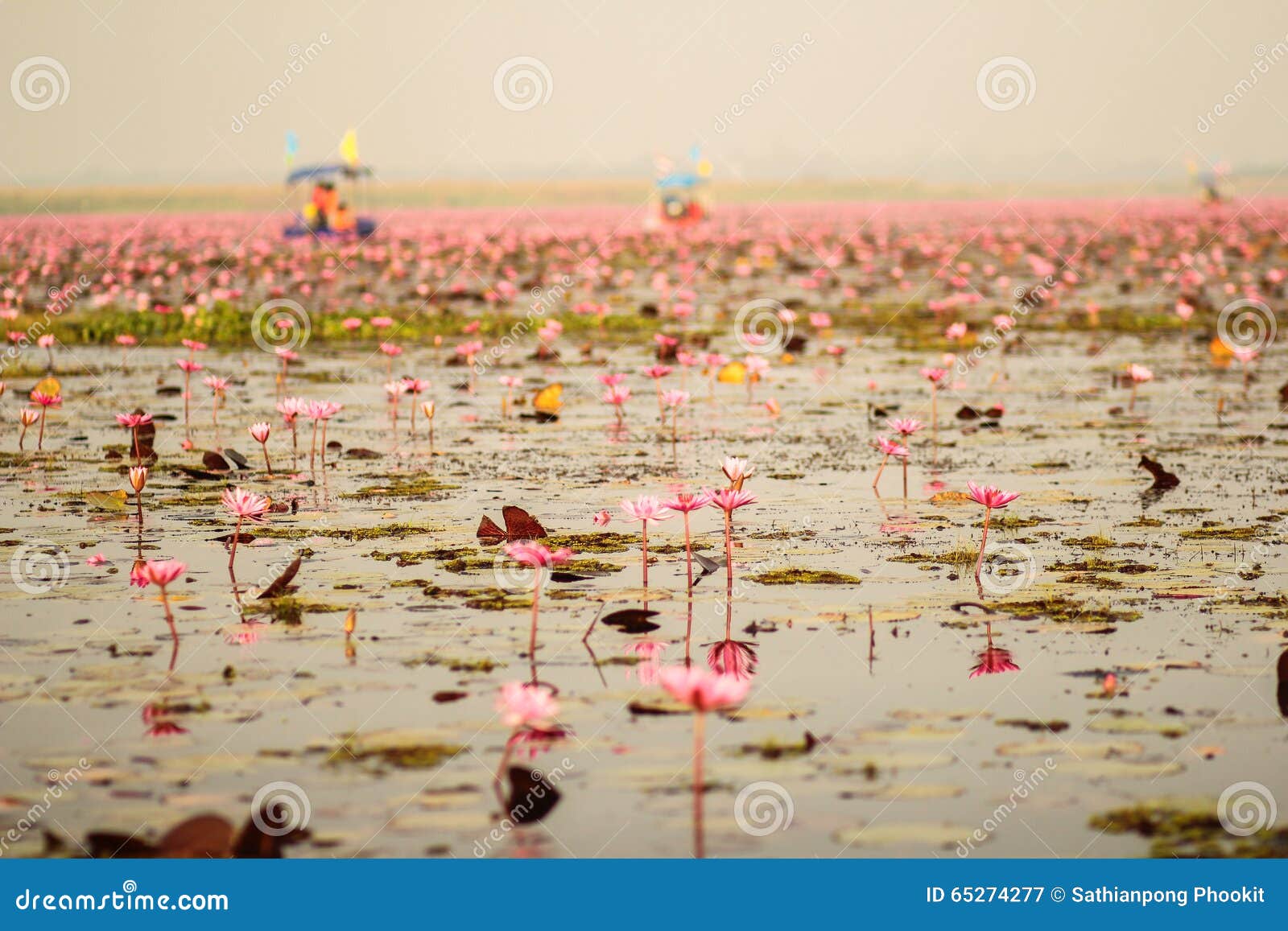 Red Lotus in the Pond at Kumphawapi, Udonthani, Thailand Stock Image ...